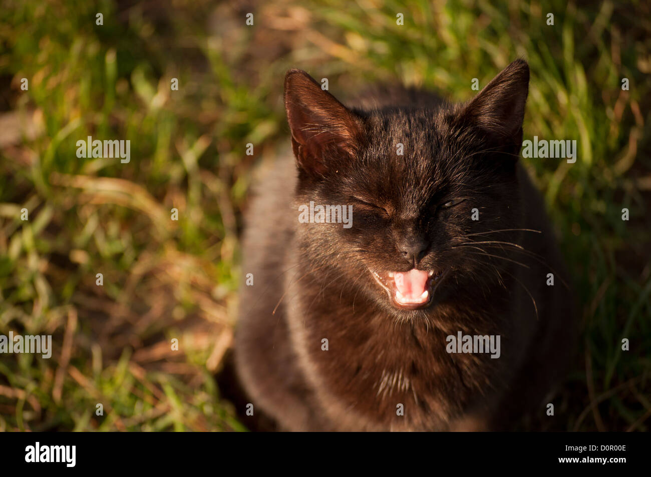 Meowing hi-res stock photography and images - Alamy