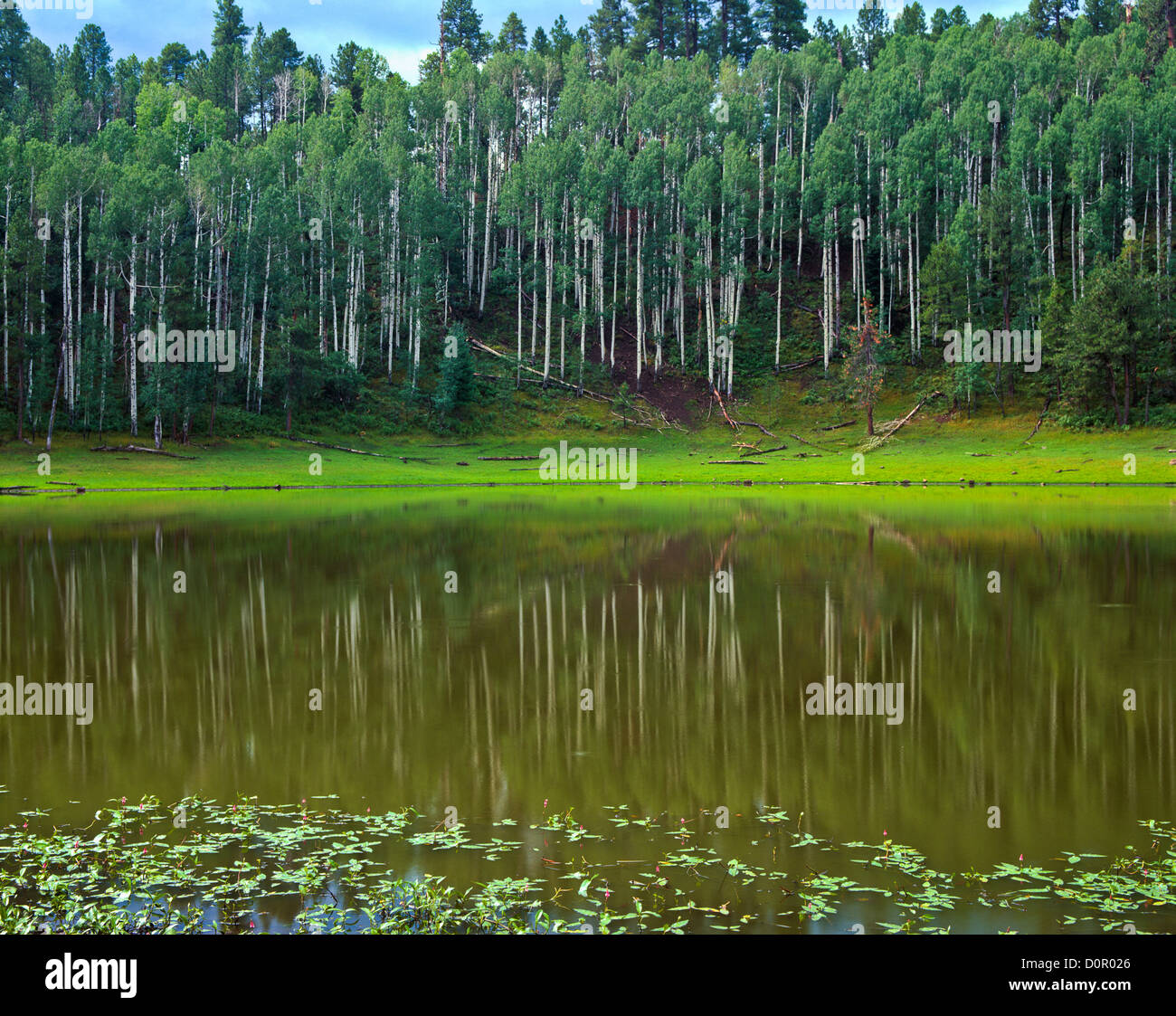 Potato Lake reflections, Coconino National Forest, Arizona. USA ...