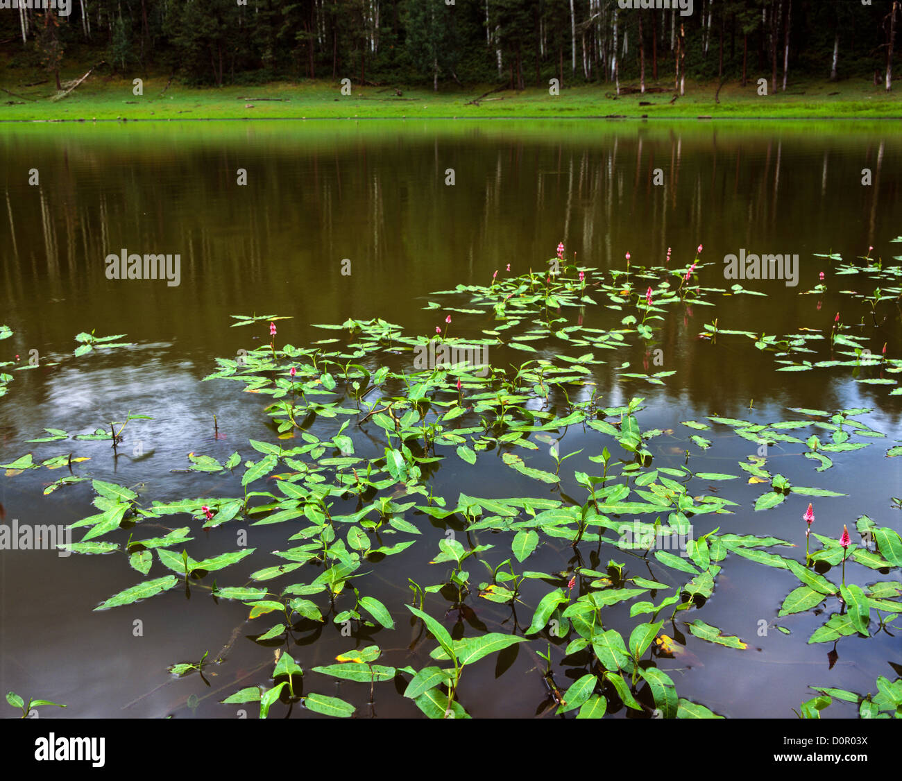 Potato Lake reflections, Coconino National Forest, Arizona. USA ...
