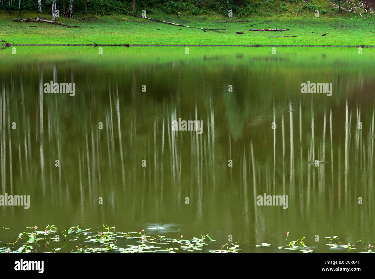 Potato Lake reflections, Coconino National Forest, Arizona. USA ...