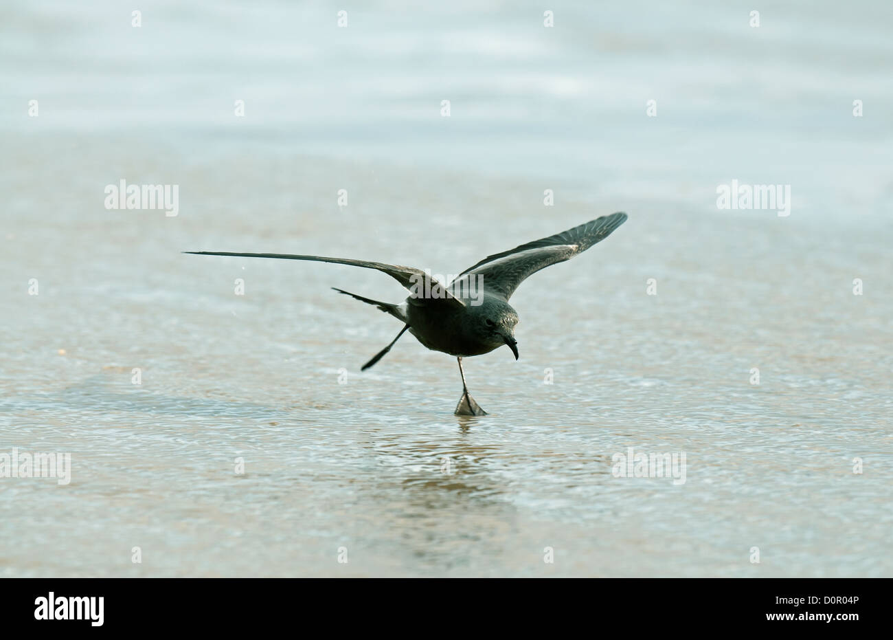 Leach's Storm Petrel Stock Photo - Alamy
