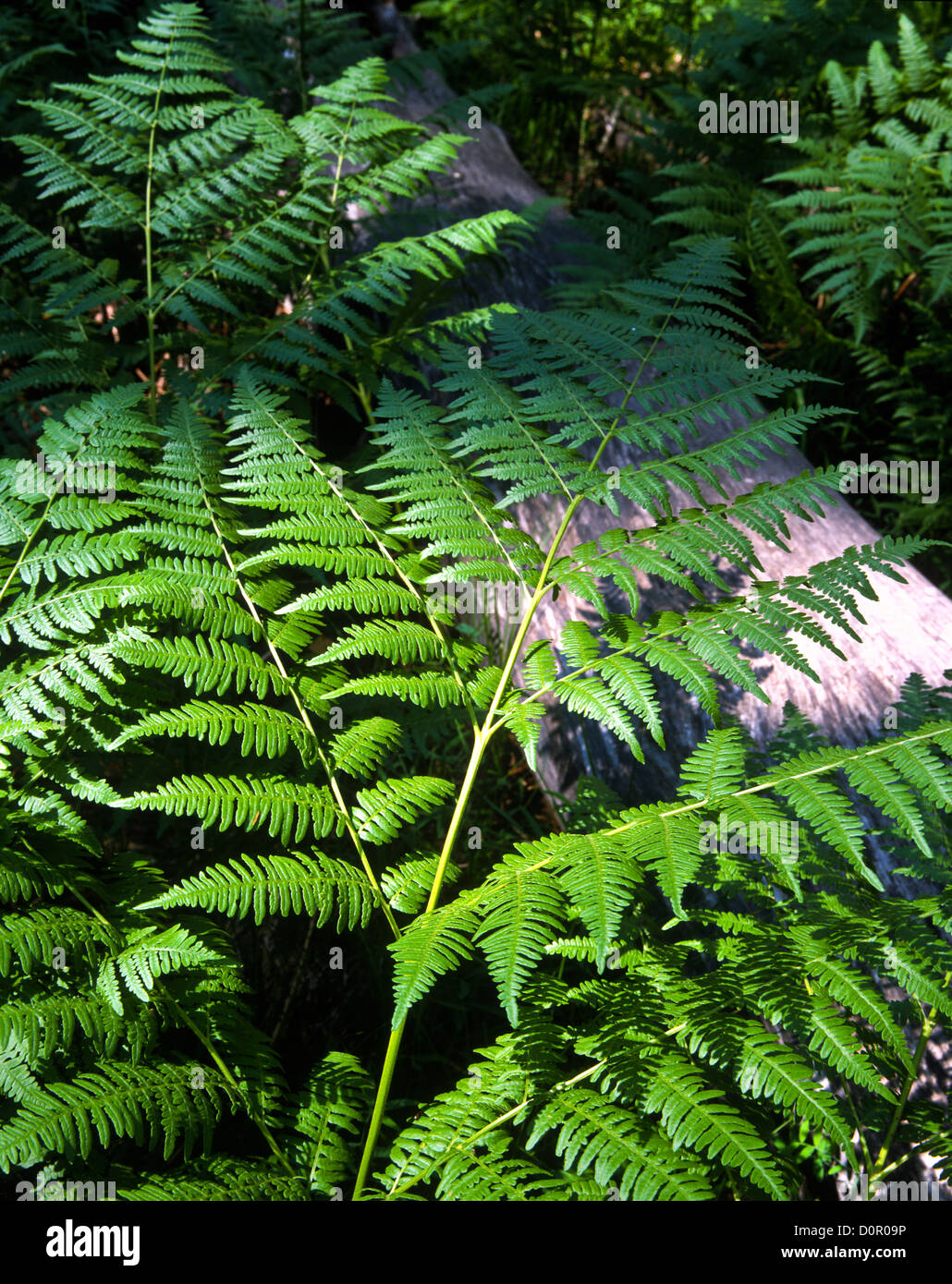 Plants arizona [mogollon rim] hi-res stock photography and images - Alamy