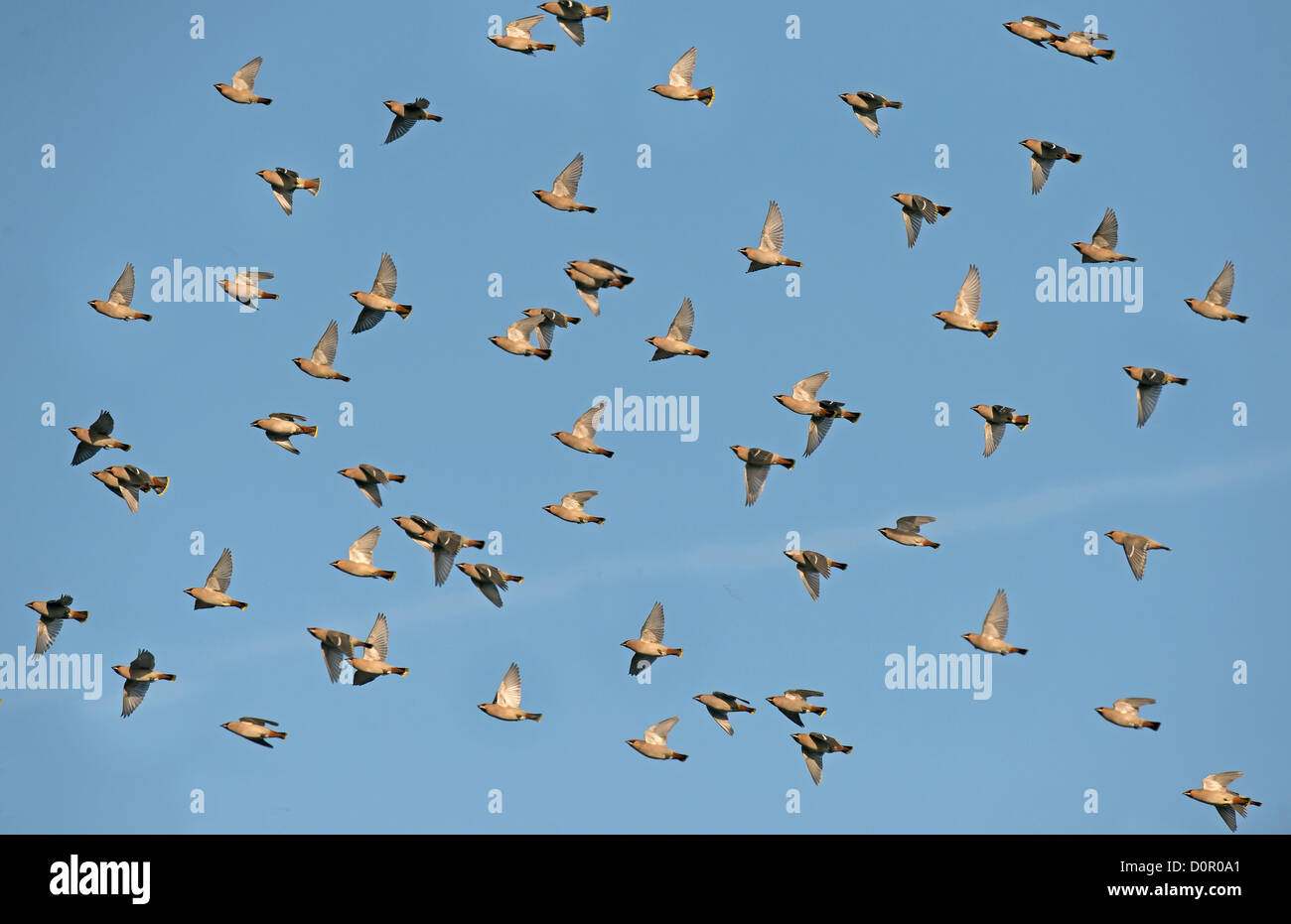 Waxwing flock in flight Stock Photo - Alamy