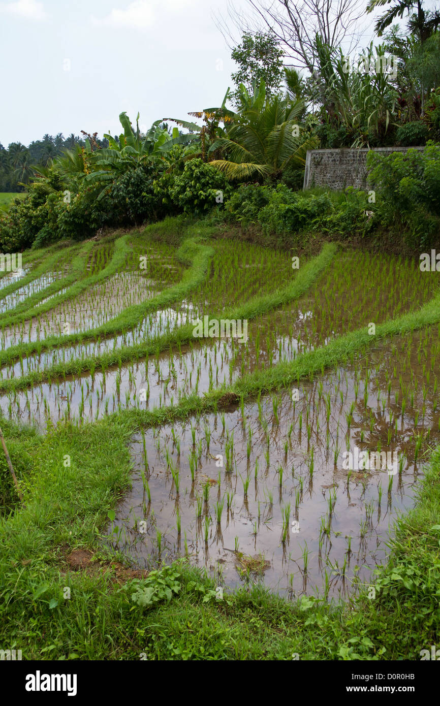 View over Rice Paddies on Bali, Indonesia Stock Photo - Alamy