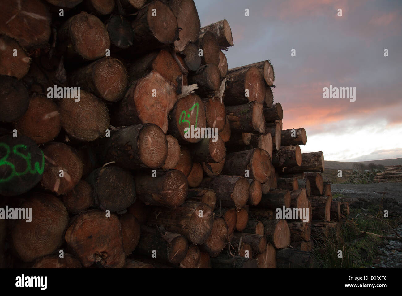 Felled timber Tree trunks ready for collection from logging site near ...