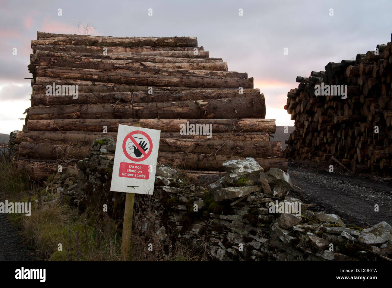 Felled timber Tree trunks ready for collection from logging site near ...