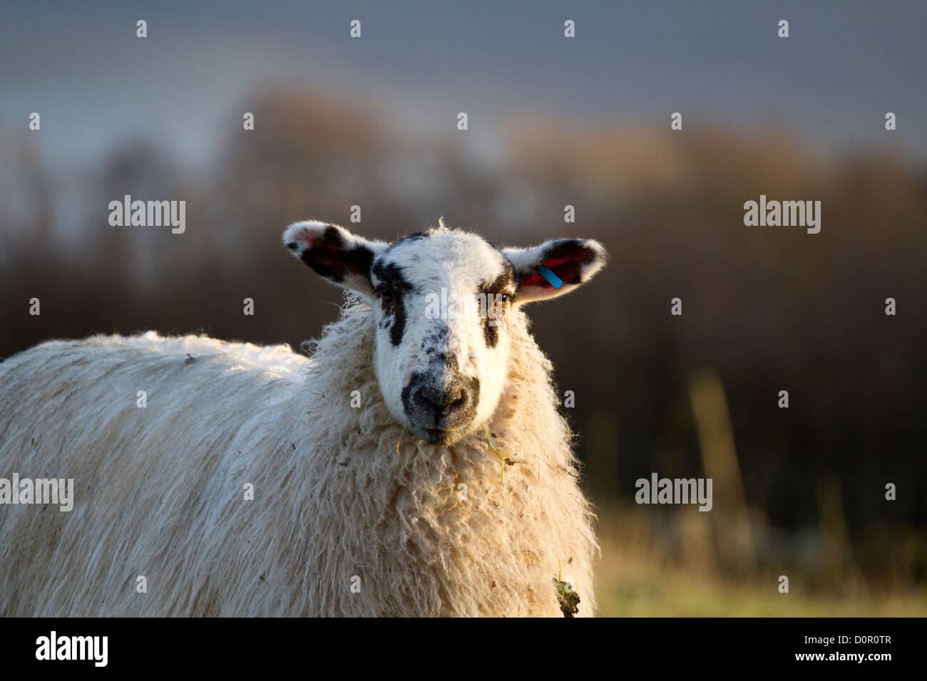 Sheep at sunset looking at the camera man in the yorkshire dales a ...