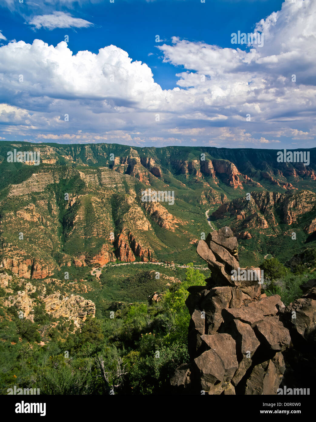 Sycamore tree arizona hi-res stock photography and images - Alamy