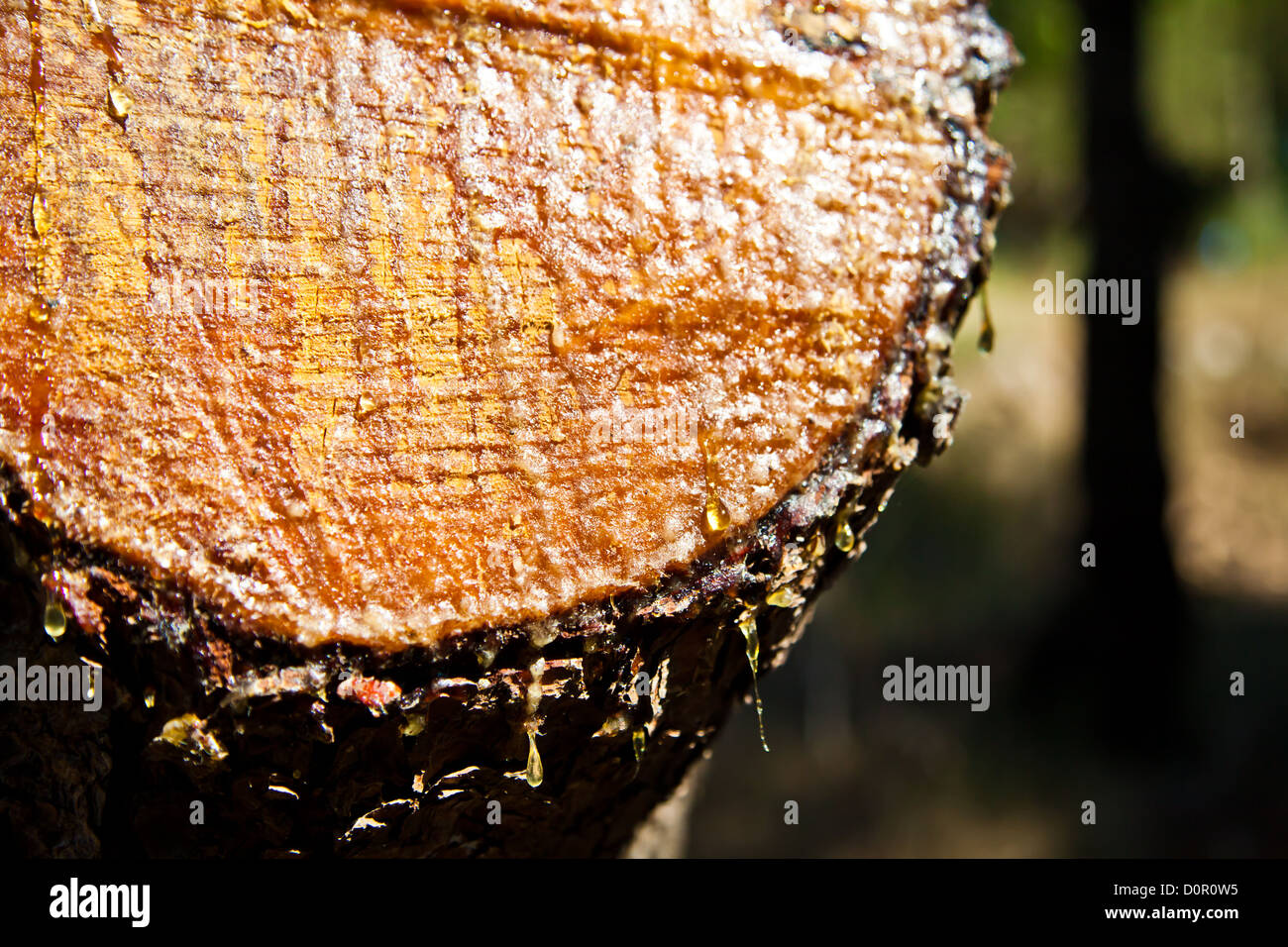 Resin tree trunk close up hi-res stock photography and images - Alamy