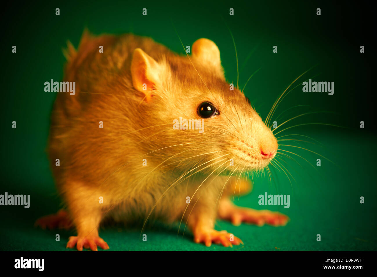 Rat on a green background Stock Photo - Alamy