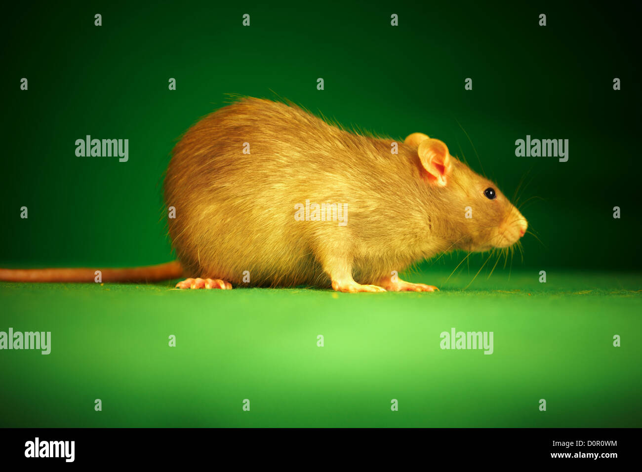 Rat on a green background Stock Photo - Alamy