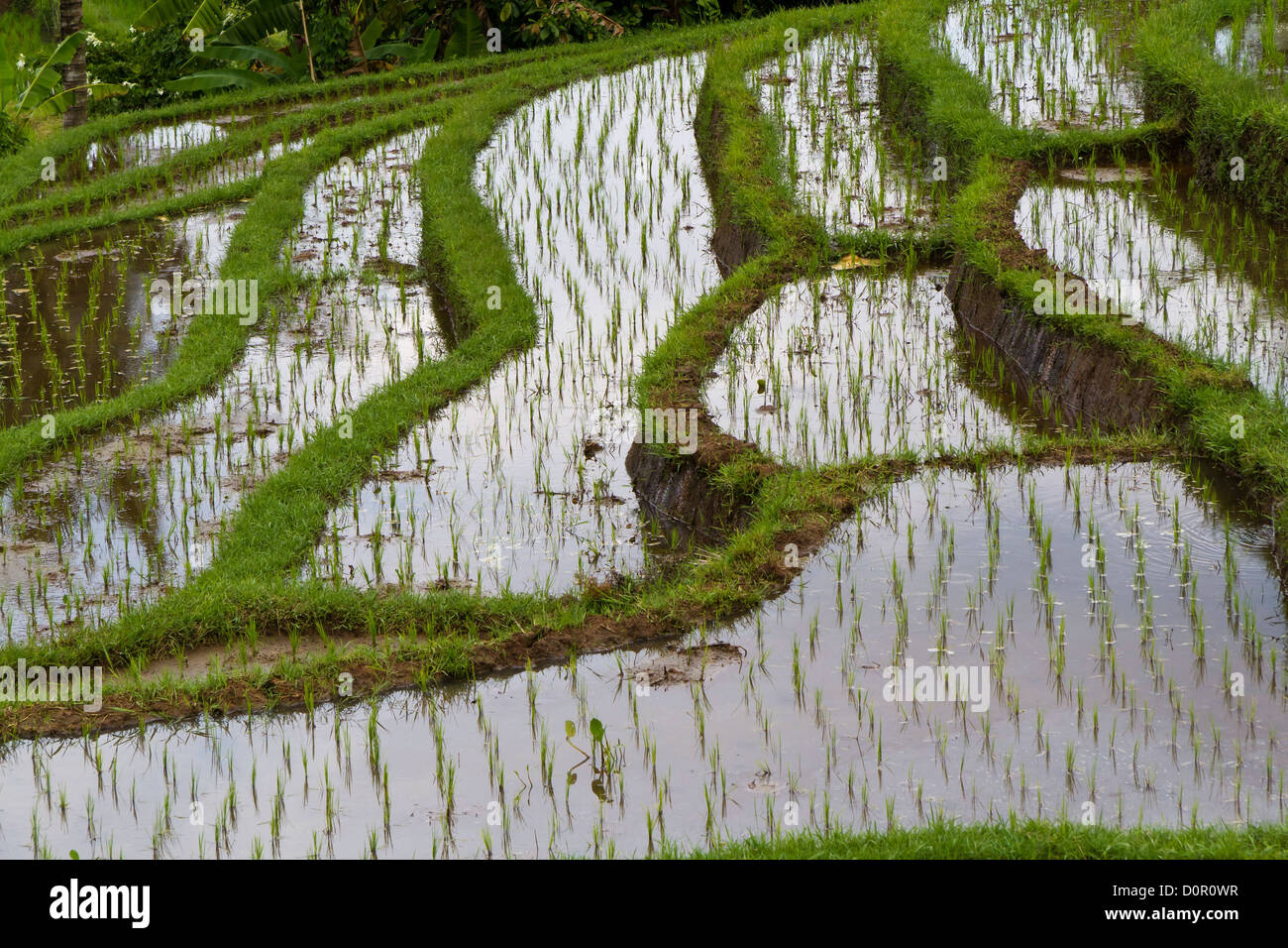 Bali rice paddy hi-res stock photography and images - Alamy