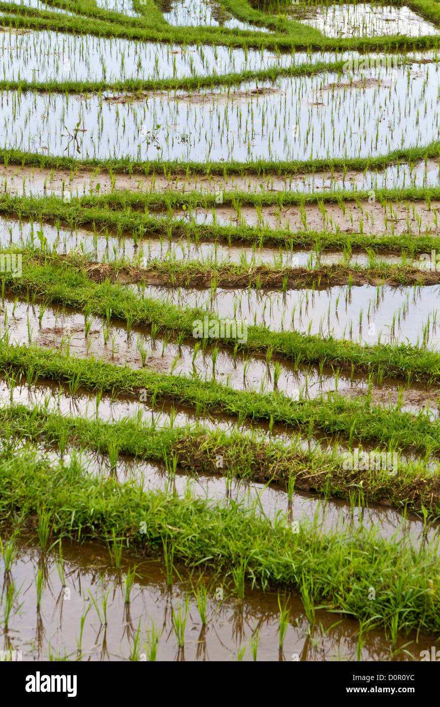 View over Rice Paddies on Bali, Indonesia Stock Photo - Alamy