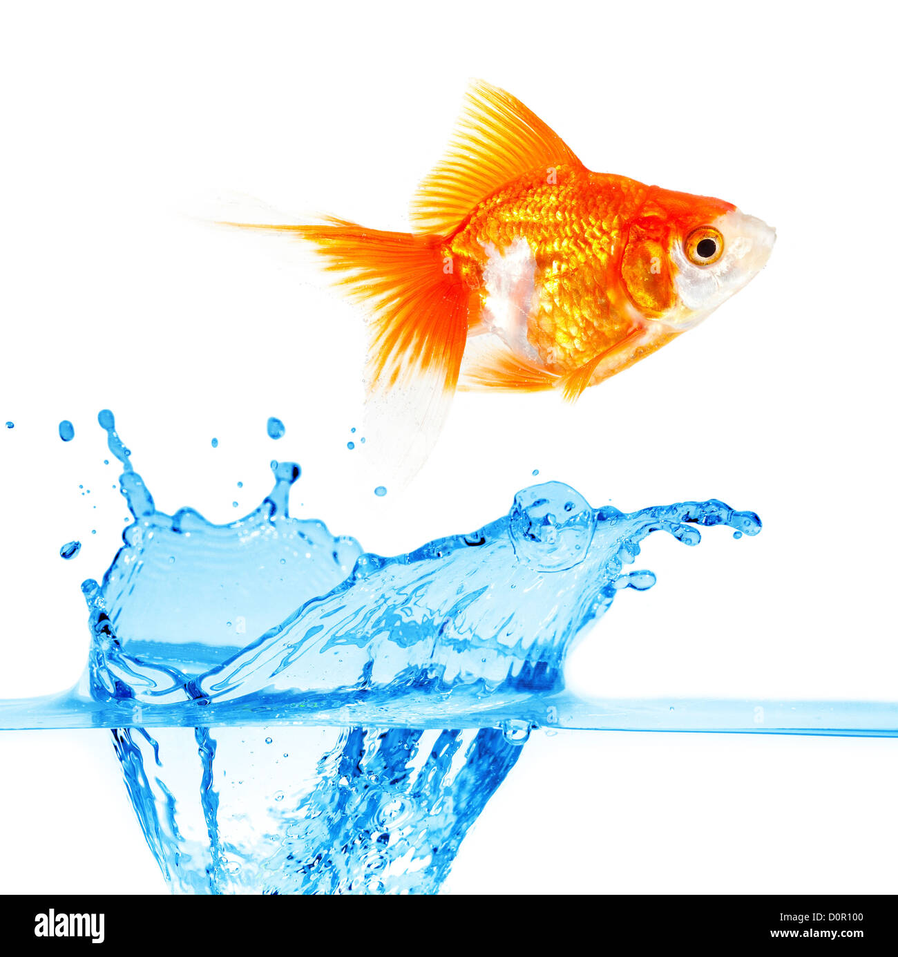 gold small fish Stock Photo - Alamy