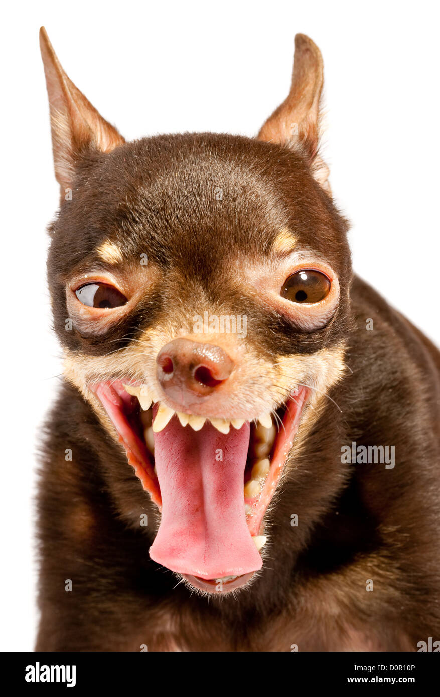 Angry black dog barking hi-res stock photography and images - Alamy