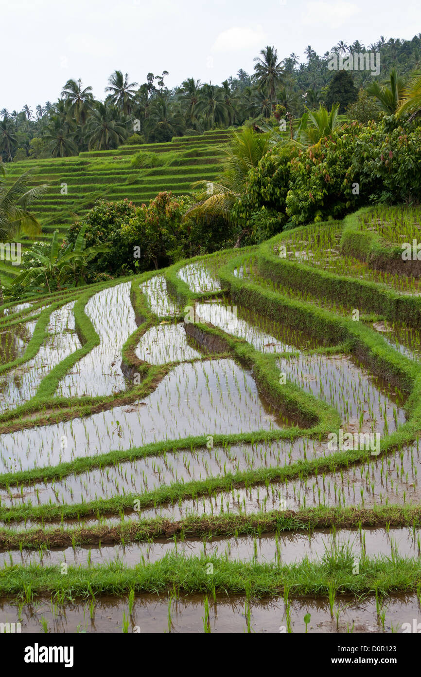 View over Rice Paddies on Bali, Indonesia Stock Photo - Alamy