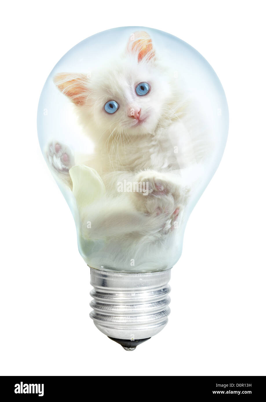Electric lamp and kitten Stock Photo - Alamy