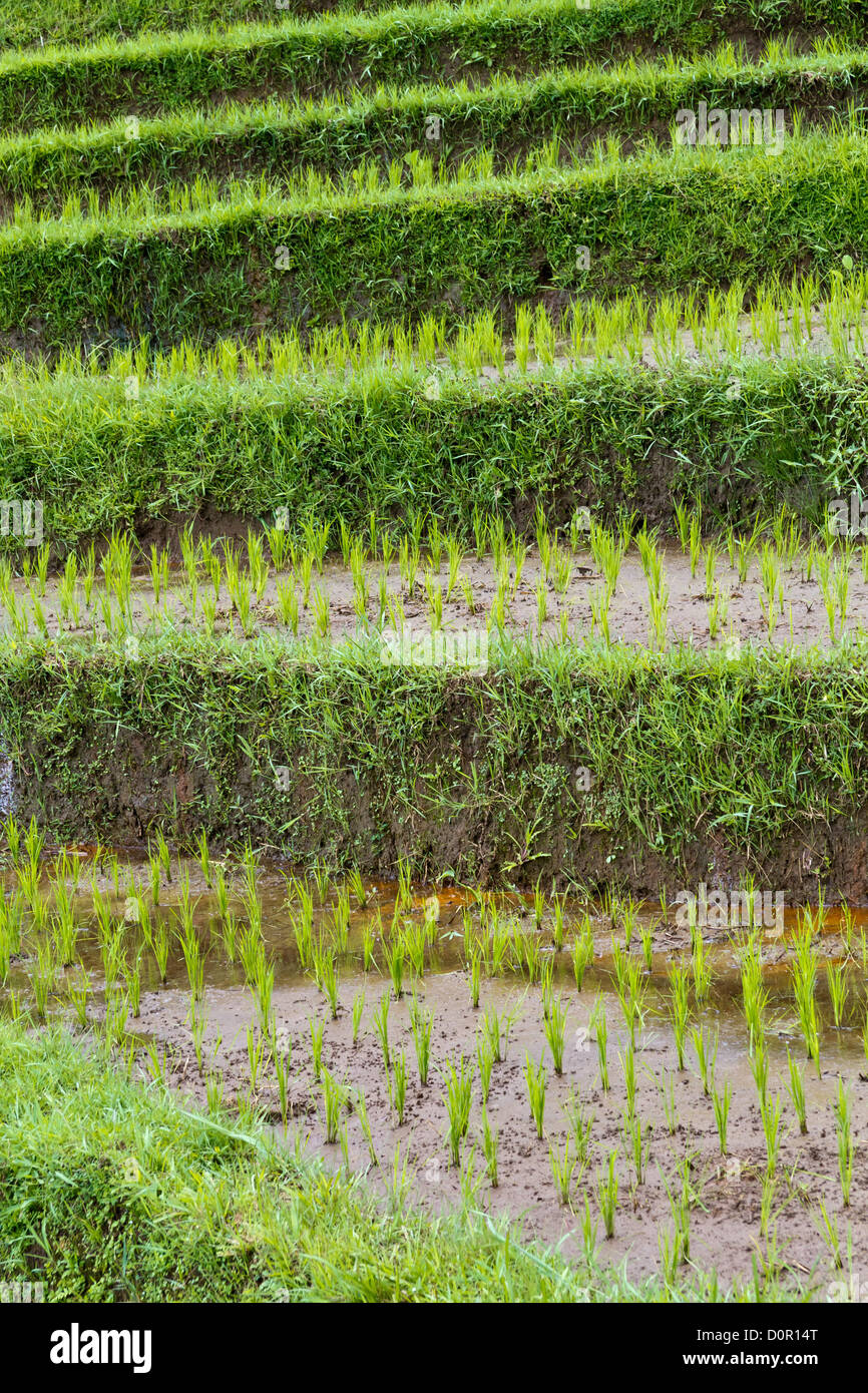 View over Rice Paddies on Bali, Indonesia Stock Photo - Alamy