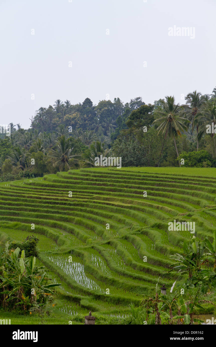 View over Rice Paddies on Bali, Indonesia Stock Photo - Alamy