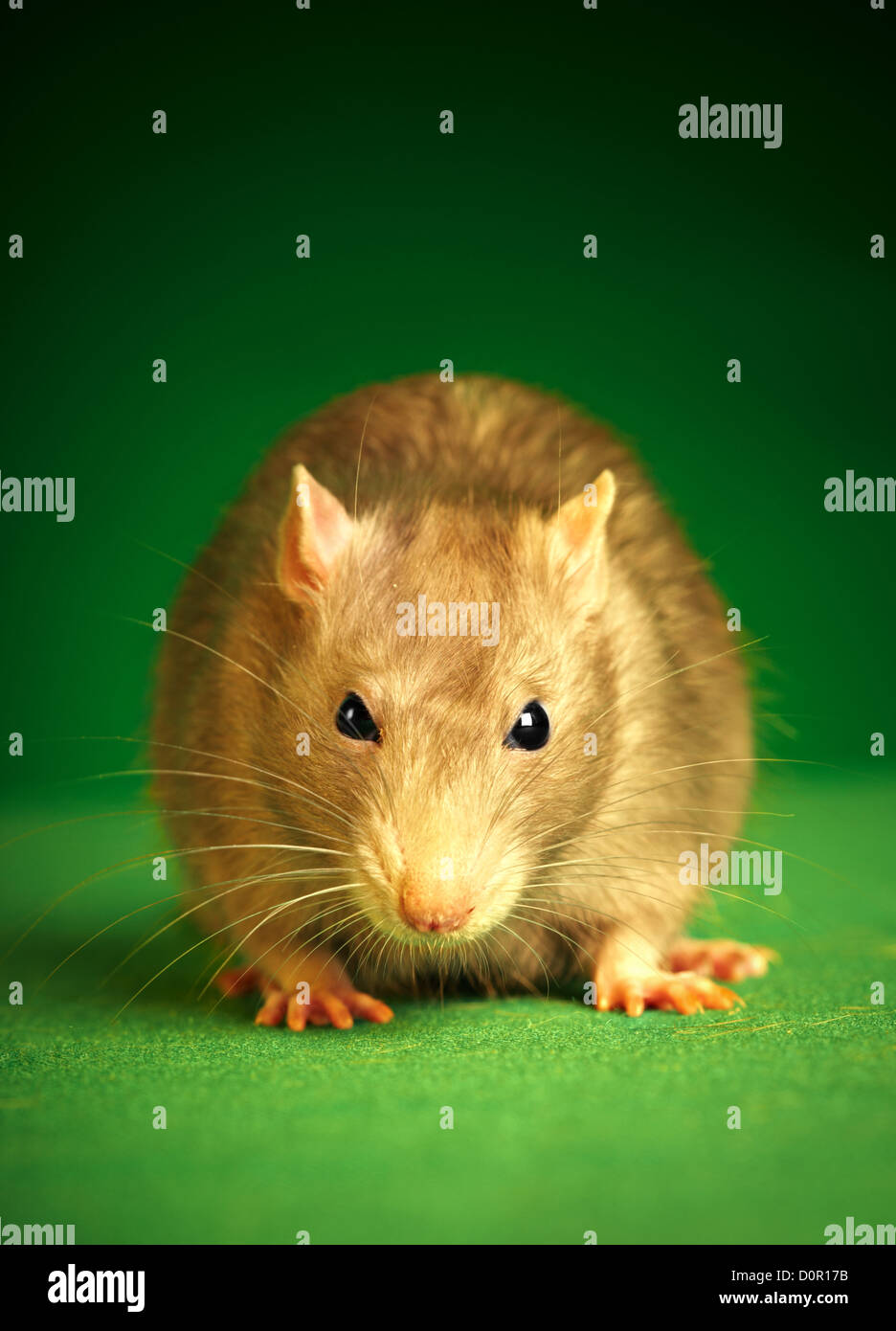 Rat on a green background Stock Photo - Alamy