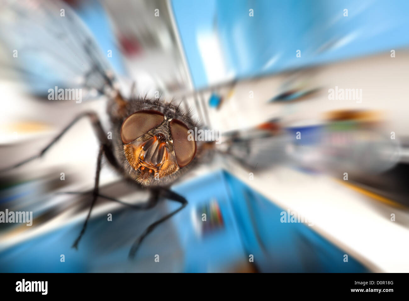 Housefly kitchen hi-res stock photography and images - Alamy