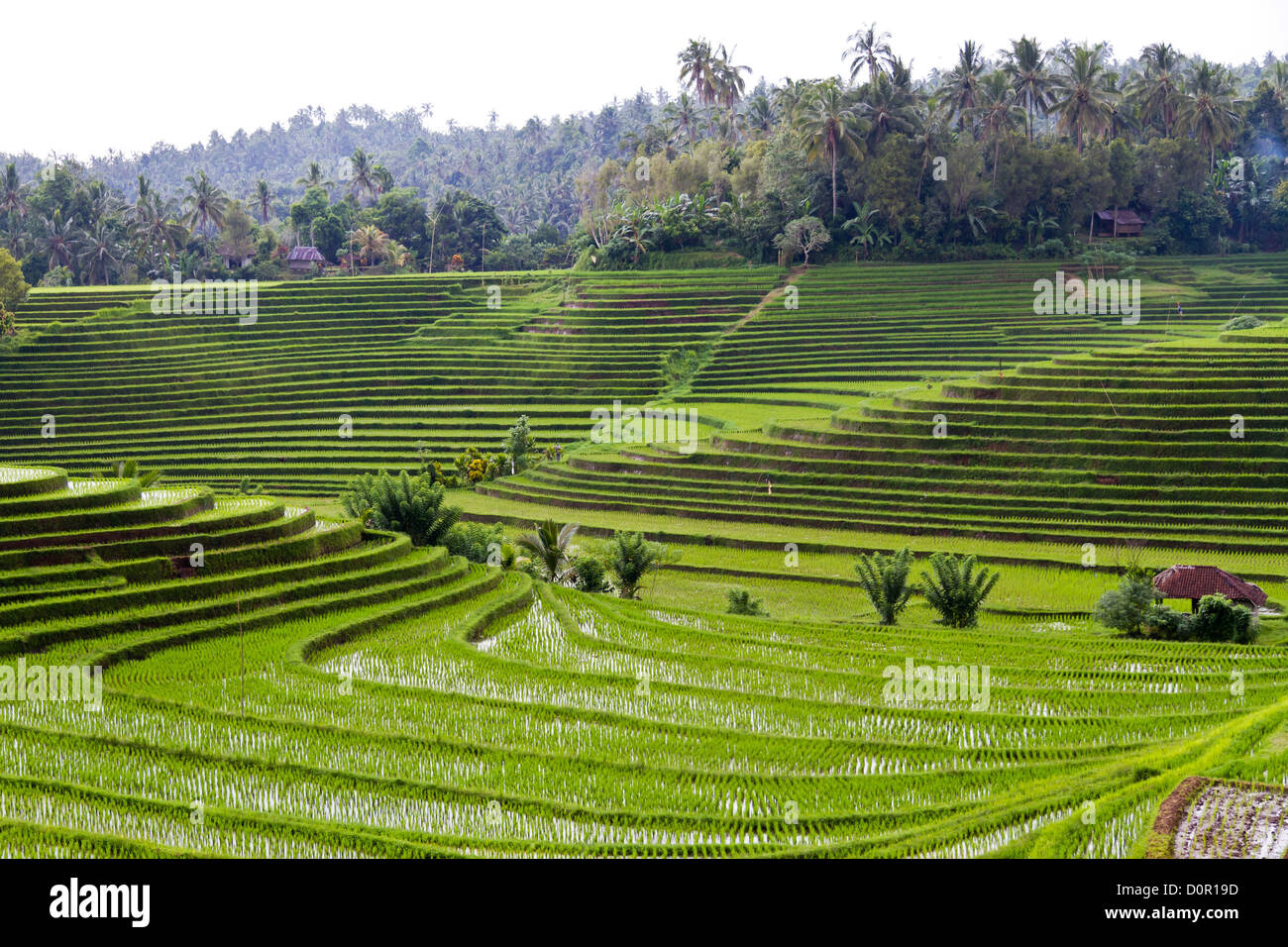 View over Rice Paddies on Bali, Indonesia Stock Photo - Alamy