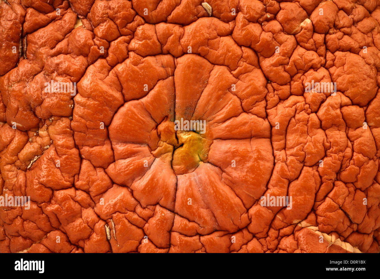 Background from an old pumpkin Stock Photo - Alamy