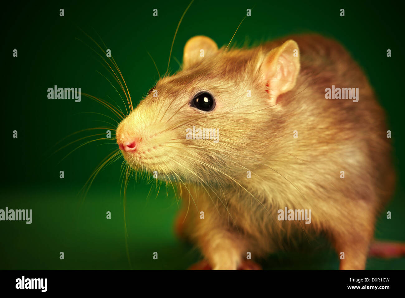Rat on a green background Stock Photo - Alamy