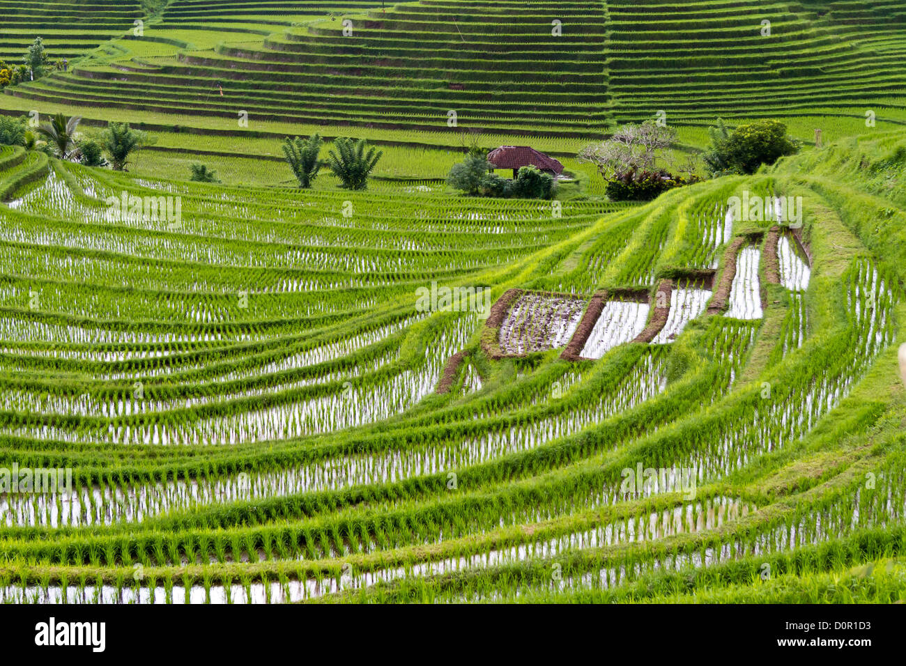 View over Rice Paddies on Bali, Indonesia Stock Photo - Alamy