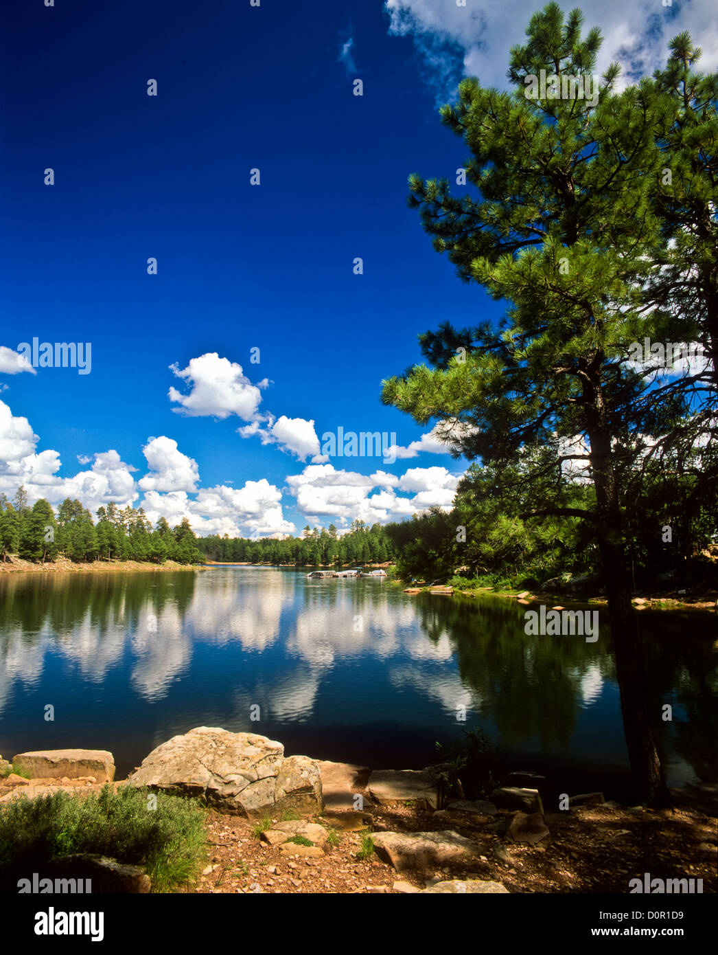 Arizona camping forest lake river streams tree trees hi-res stock ...