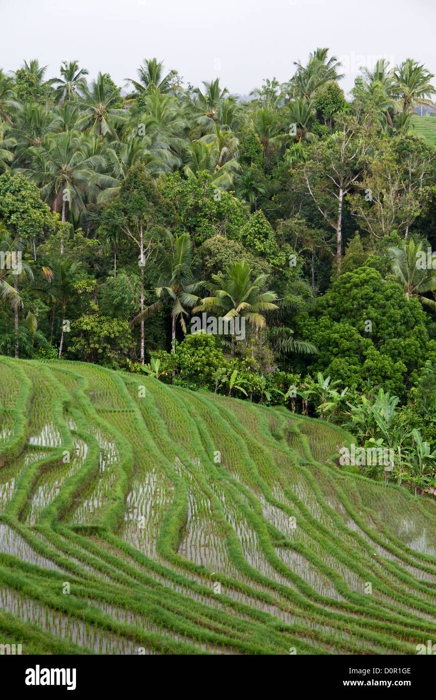 Rice field paddies on bali hi-res stock photography and images - Alamy