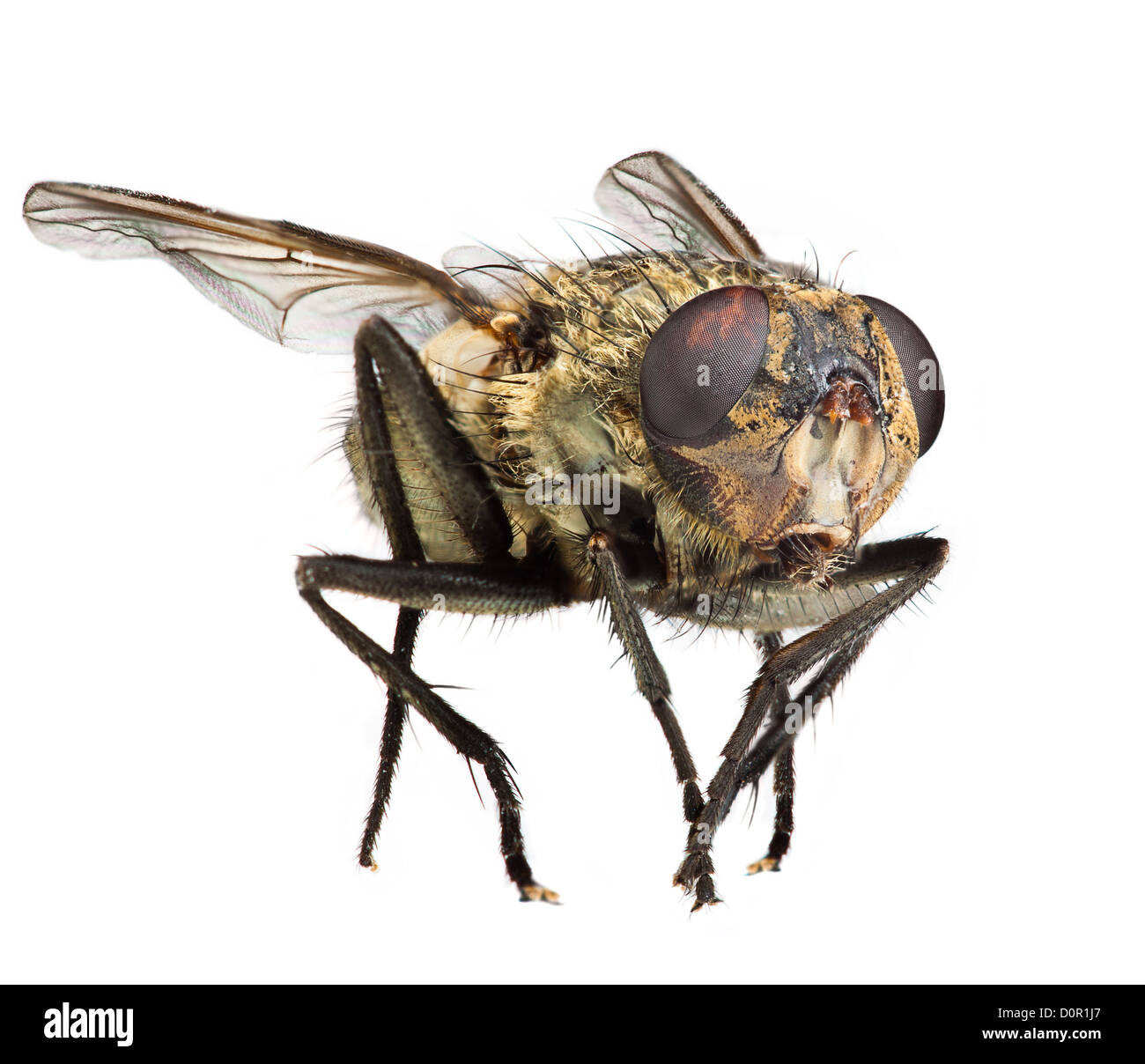 Close up small fly Cut Out Stock Images & Pictures - Alamy