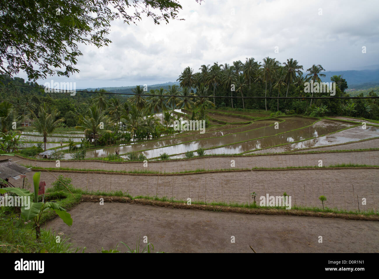 View over Rice Paddies on Bali, Indonesia Stock Photo - Alamy