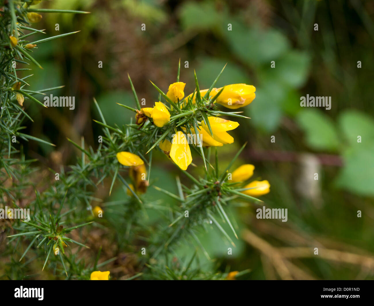 Common Gorse, Ulex europaeus, encountered in the Lake District UK Stock ...