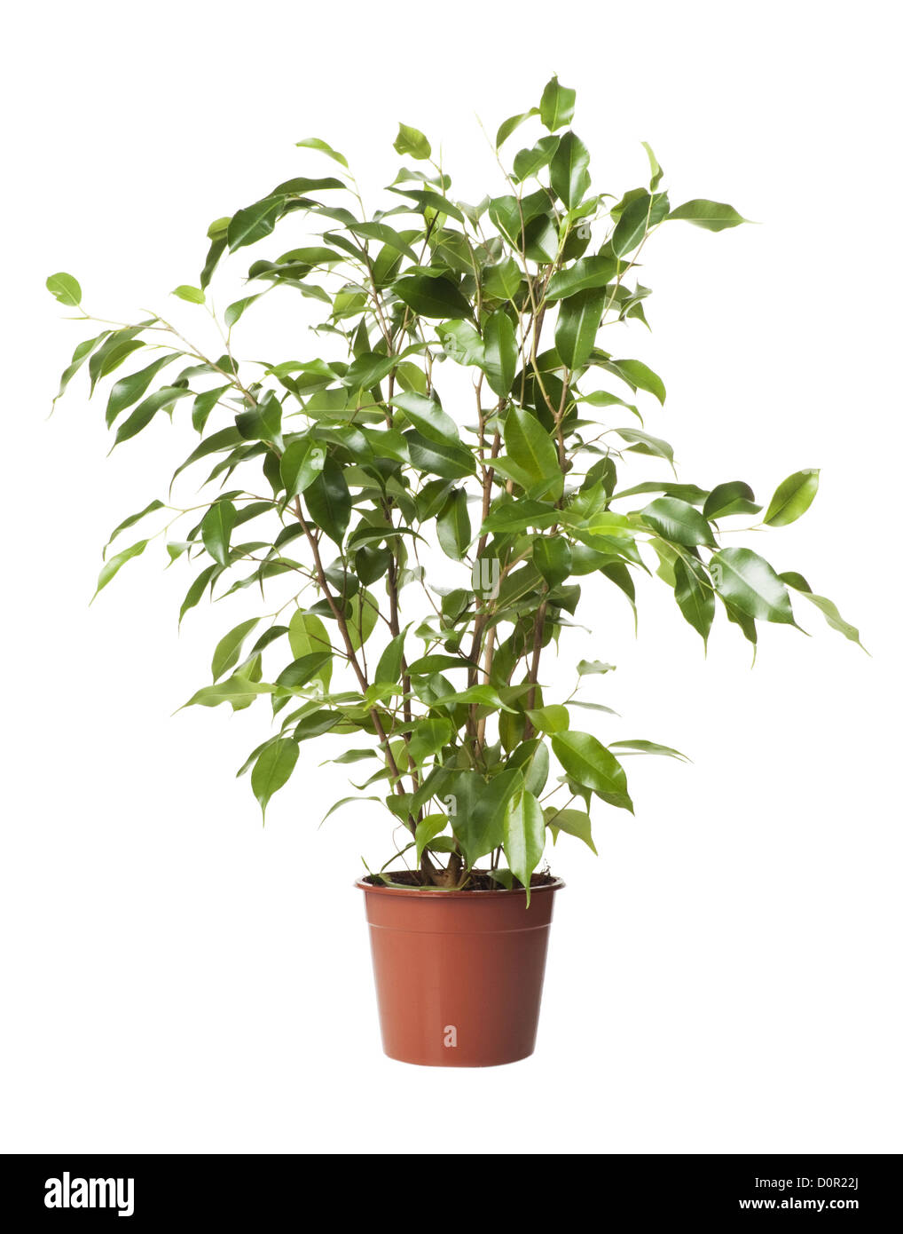 Ficus bush hi-res stock photography and images - Alamy