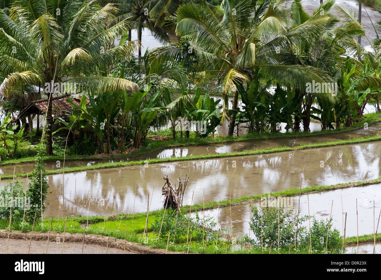 View over Rice Paddies on Bali, Indonesia Stock Photo - Alamy