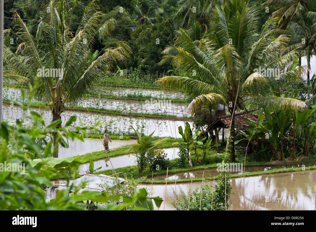 View over Rice Paddies on Bali, Indonesia Stock Photo - Alamy
