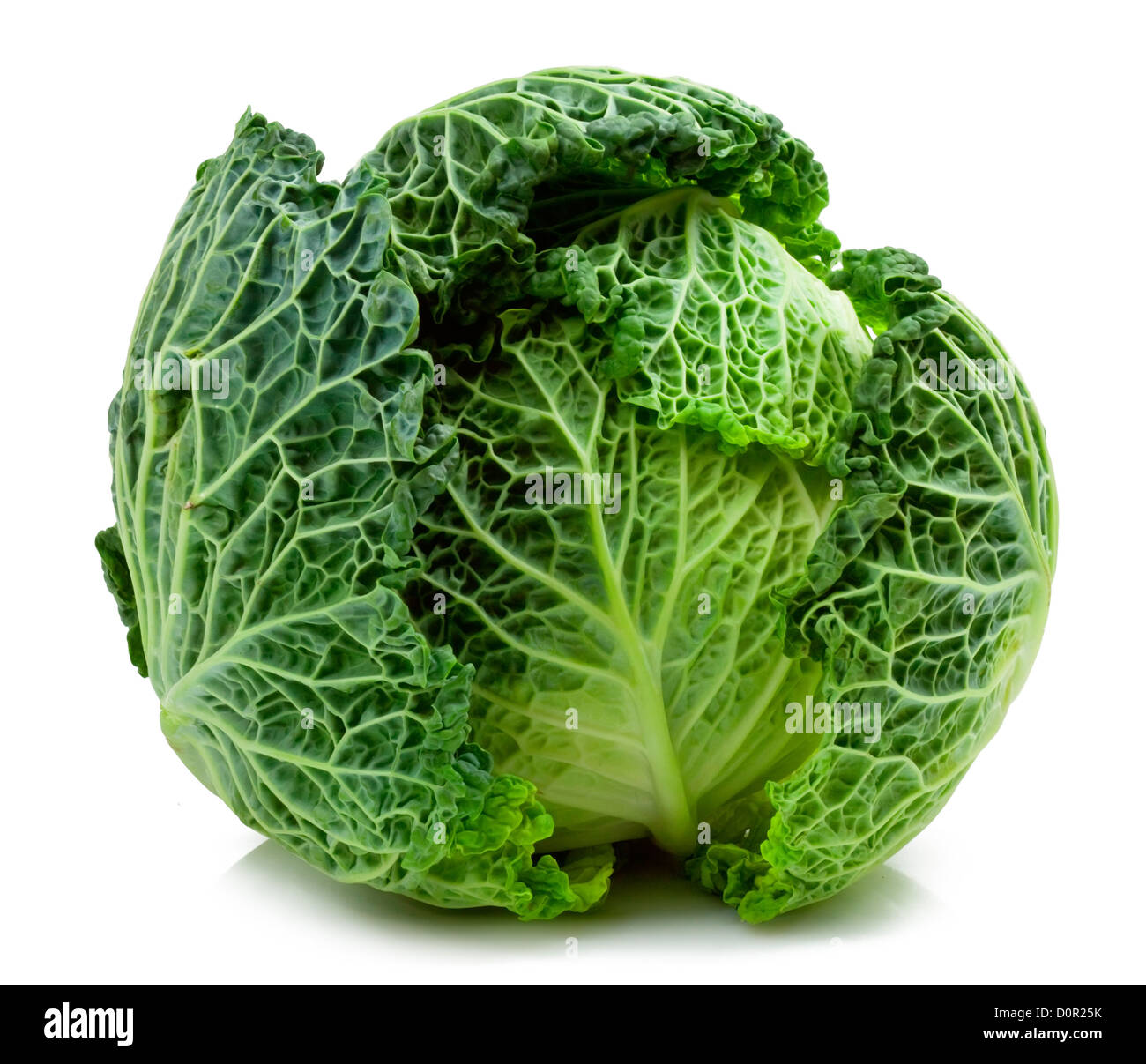 Growing cabbage Cut Out Stock Images & Pictures - Alamy