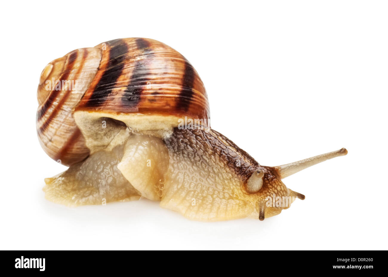 Species of snail Cut Out Stock Images & Pictures - Alamy