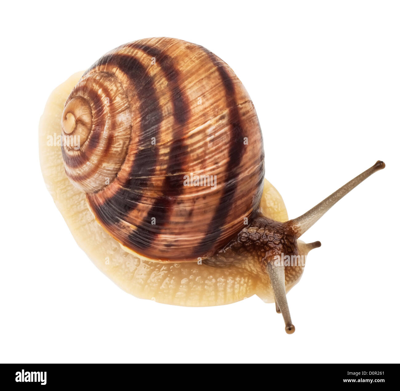 Snail cut out hi-res stock photography and images - Alamy