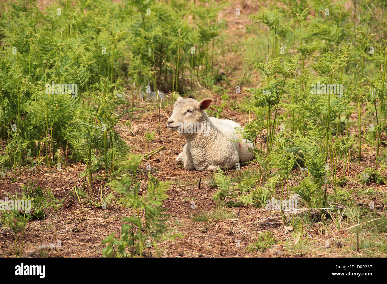 Lamb lying down hi-res stock photography and images - Alamy