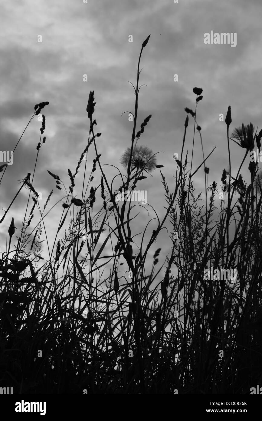 Black and white image of grasses and wildflowers on an English roadside ...