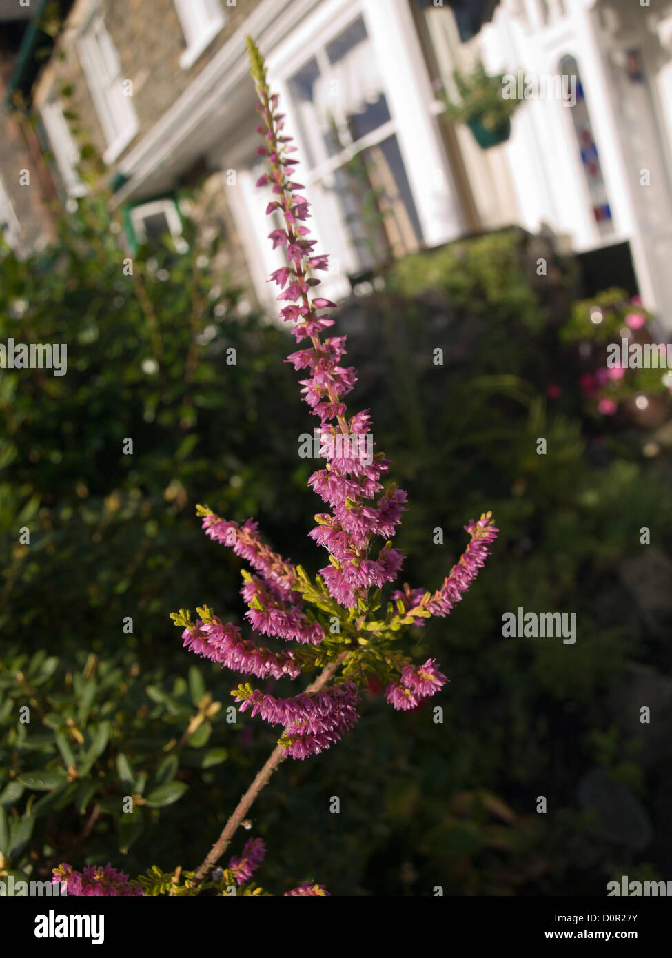An autumn flowering heather, erica, in a front garden in Lake district ...