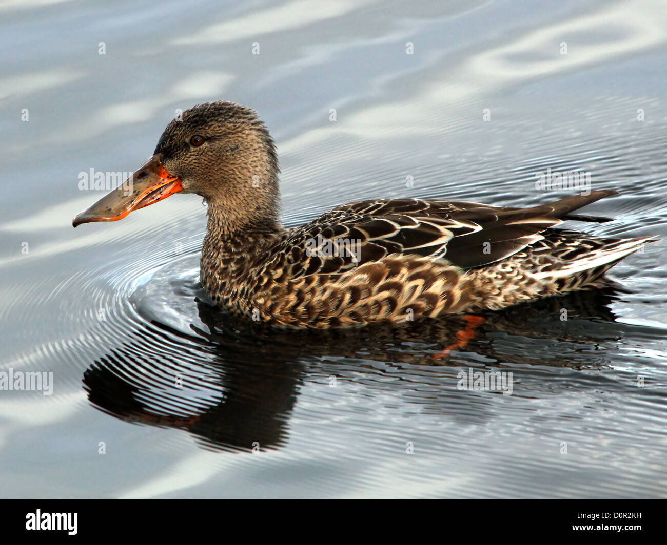 Portrait of a female Northern Shoveler-duck (Anas clypeata) swimming in ...