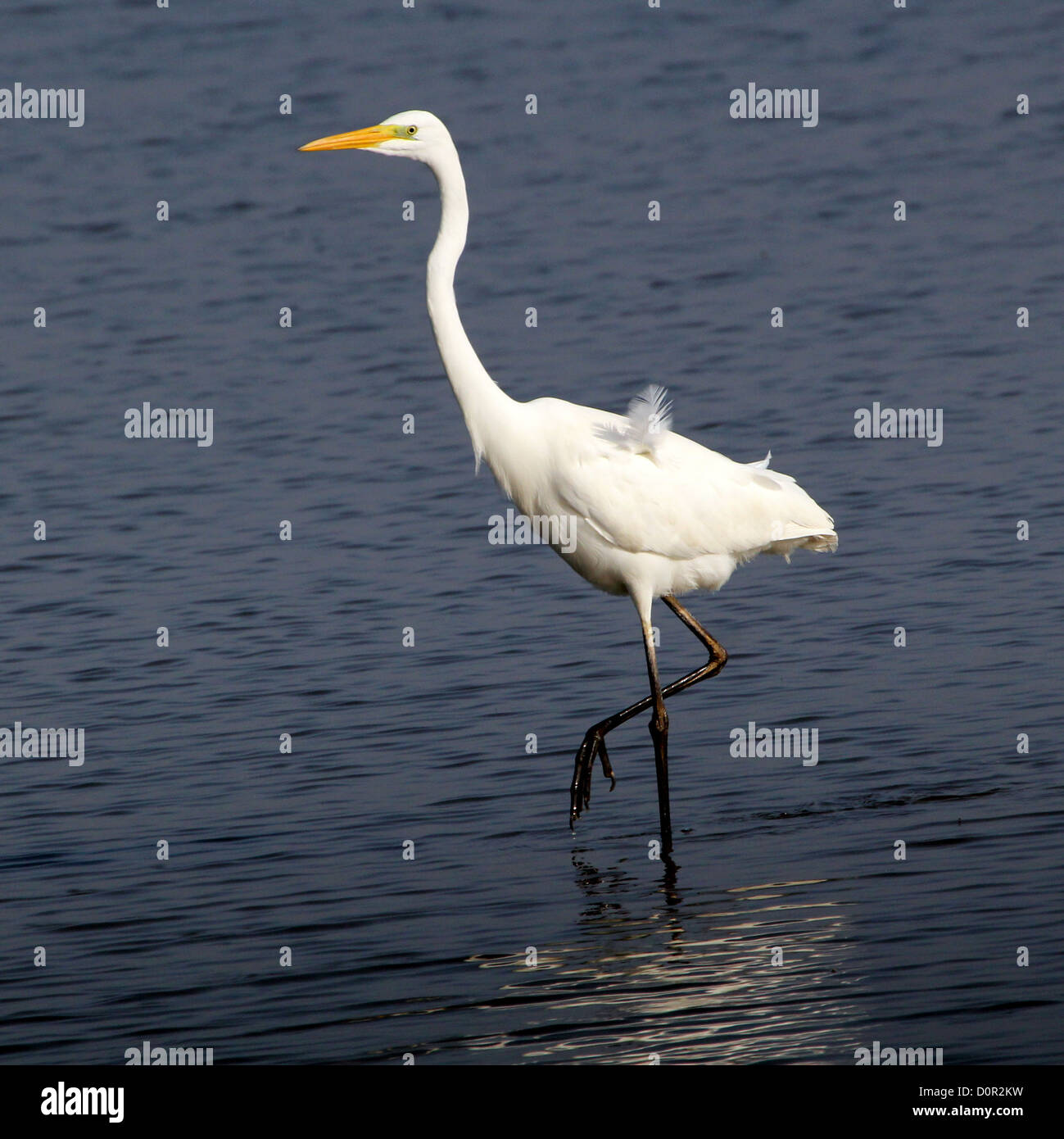 Graceful common or Great White Egret (Ardea alba) walking and foraging ...