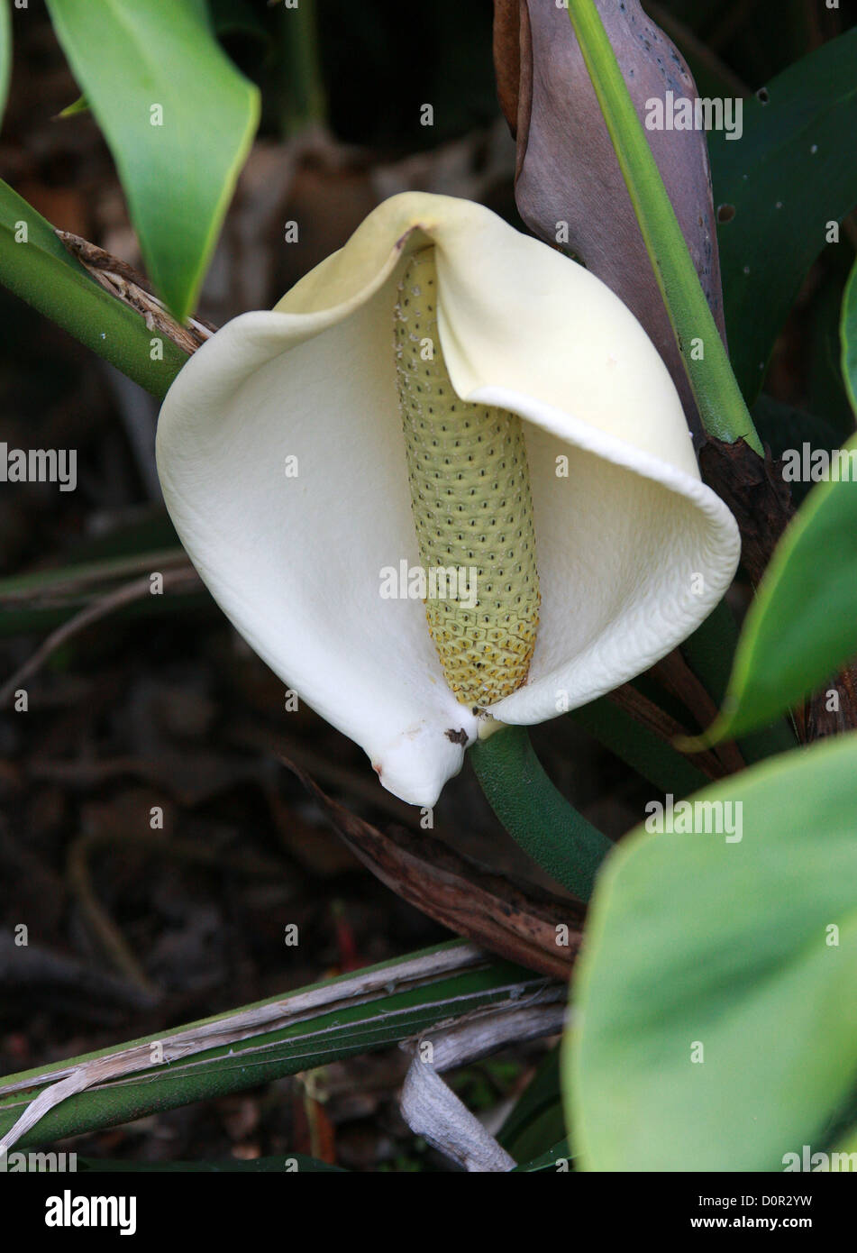 Flower of the Swiss Cheese Plant, Monstera deliciosa, Araceae. Central ...