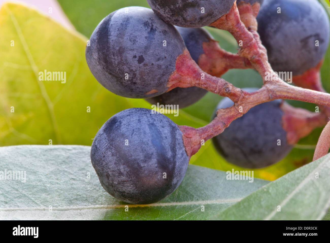 Mature seeds of Red Bay tree 'Laurus borbonia ' Stock Photo - Alamy