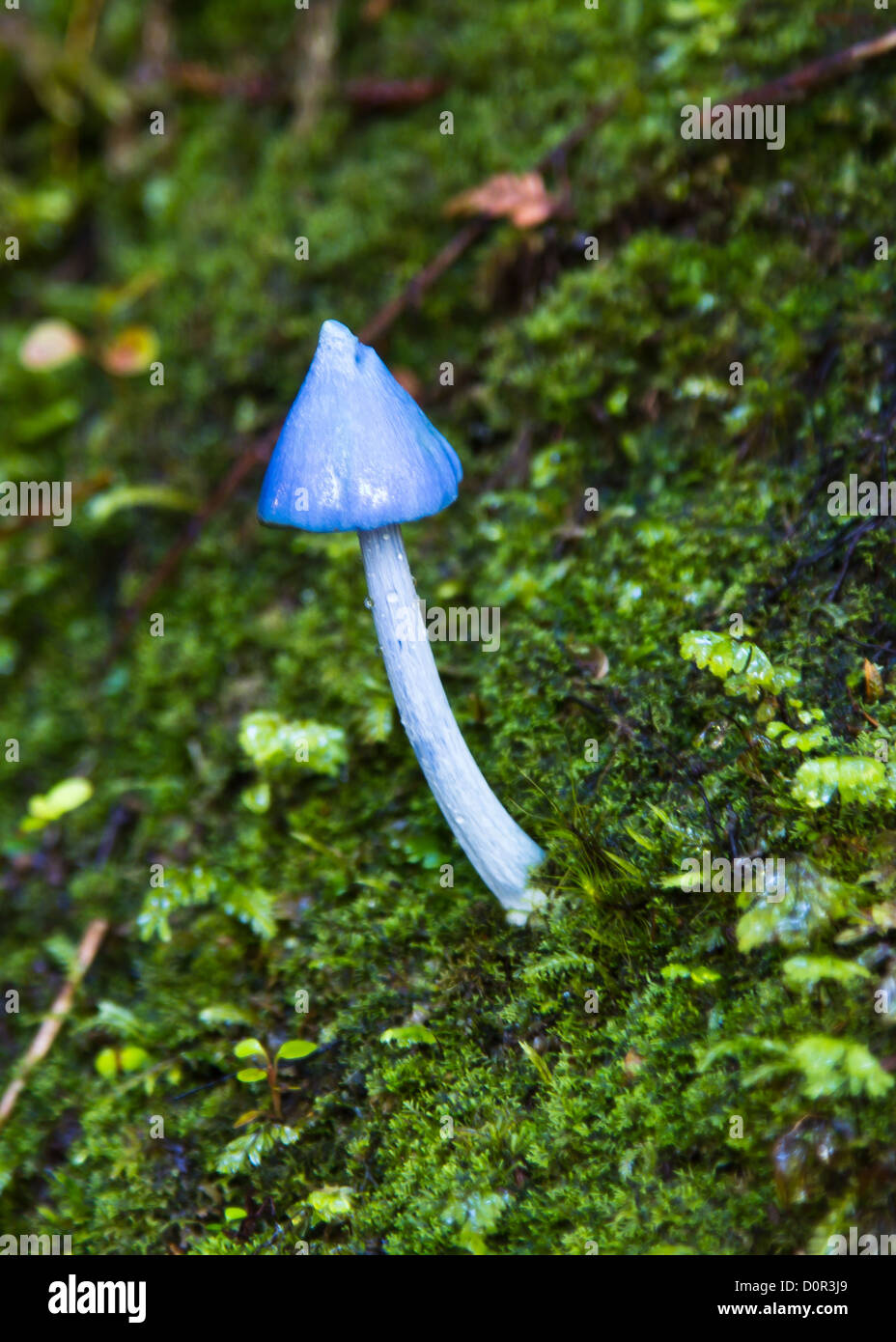 Blue mushroom, New Zealand Stock Photo - Alamy