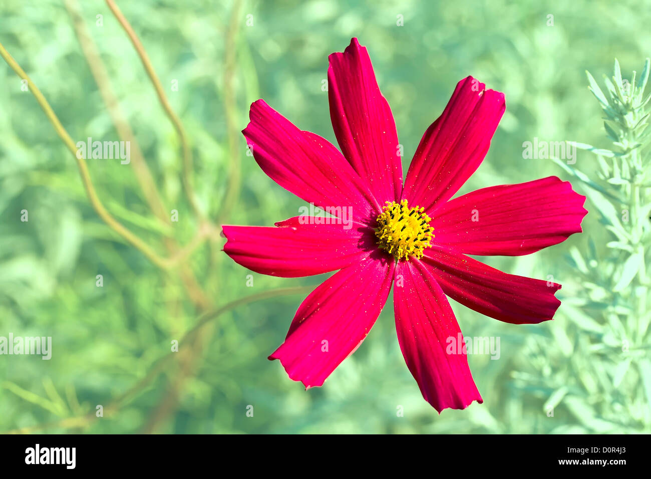 lilac flower on green abstract background Stock Photo - Alamy
