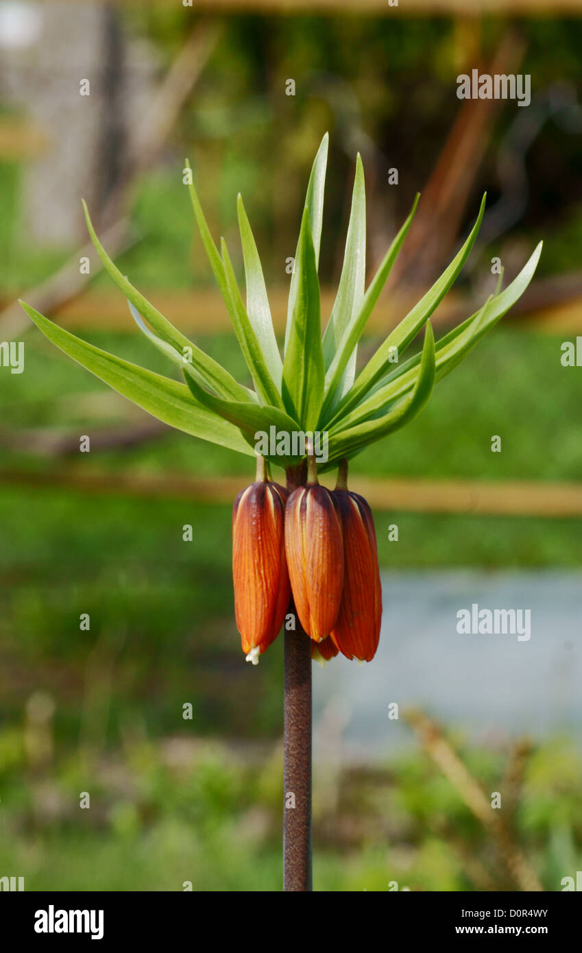Crown imperial, flower, Poland Stock Photo - Alamy